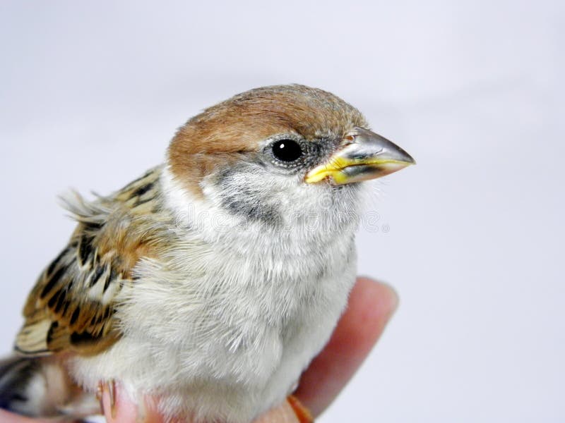 Sparrows As the Most Common Birds in the Human Environment (Thousands ...