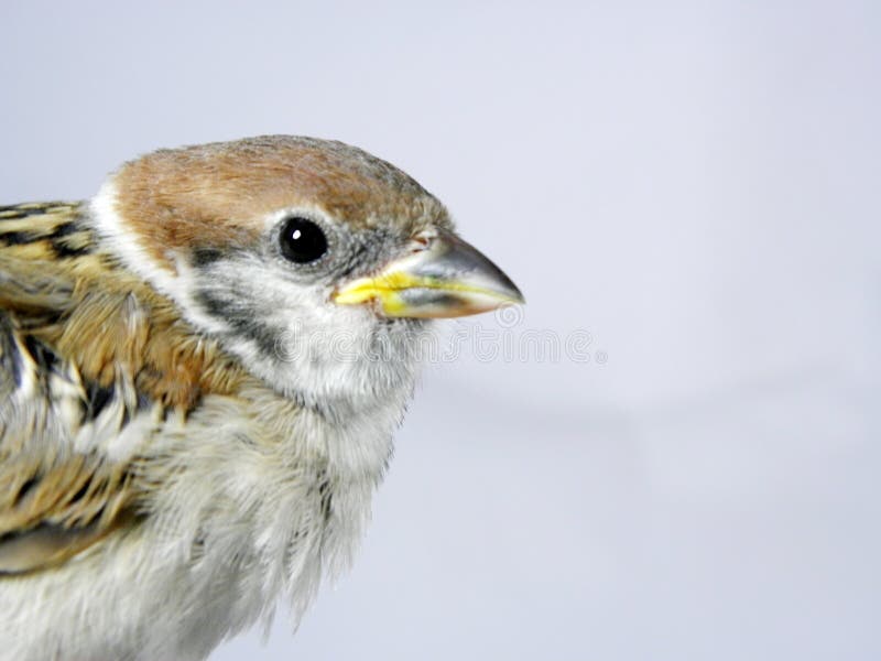 Sparrows As the Most Common Birds in the Human Environment (Thousands ...