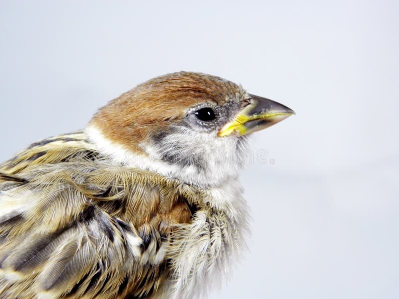Sparrows As the Most Common Birds in the Human Environment (Thousands ...