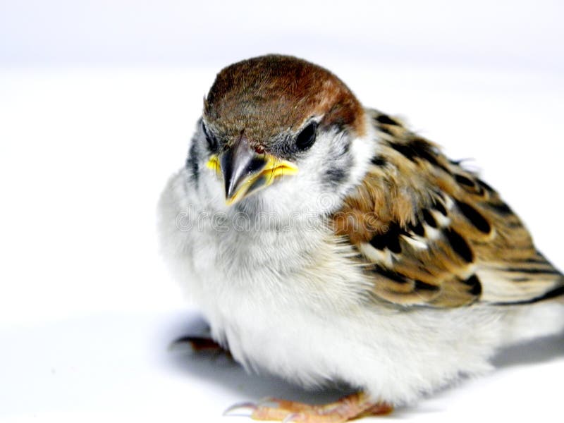 Sparrows As the Most Common Birds in the Human Environment (Thousands ...