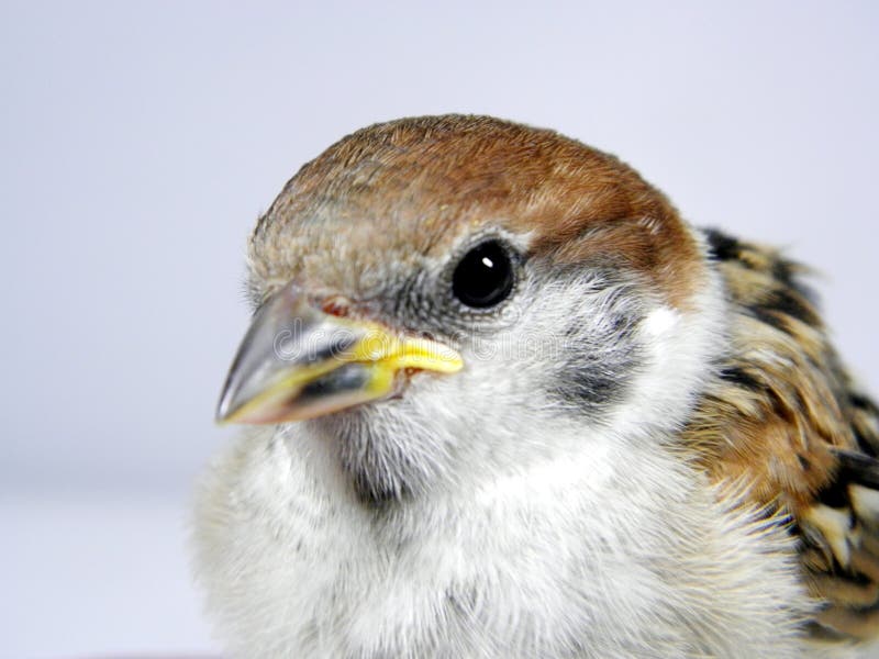 Sparrows As the Most Common Birds in the Human Environment (Thousands ...