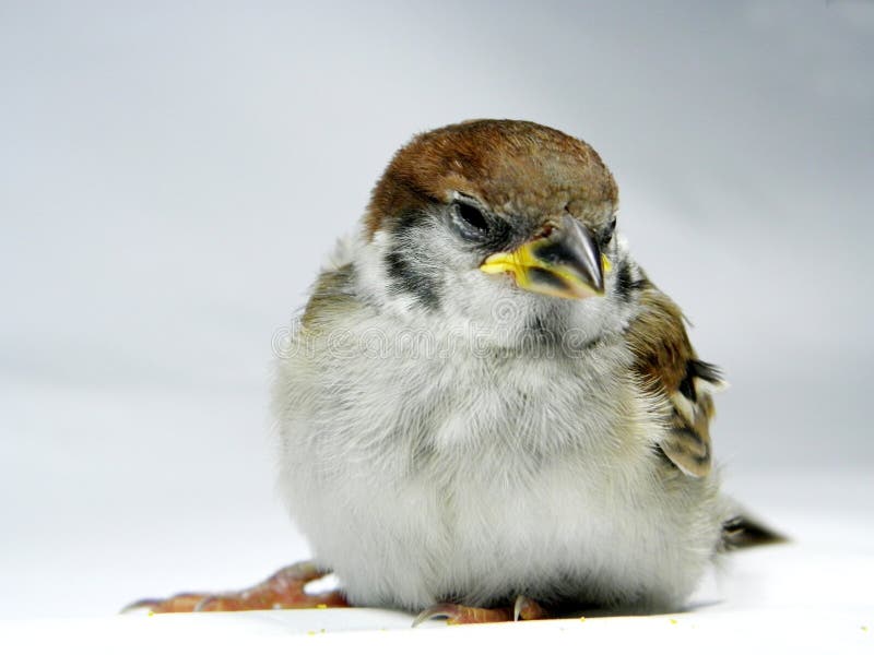 Sparrows As the Most Common Birds in the Human Environment (Thousands ...