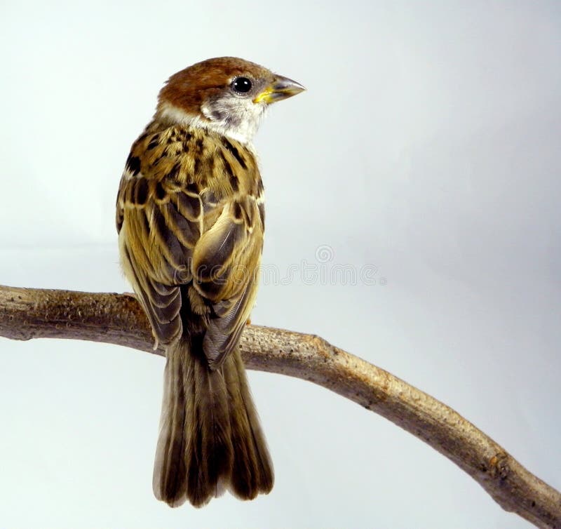 Sparrows As the Most Common Birds in the Human Environment (Thousands ...