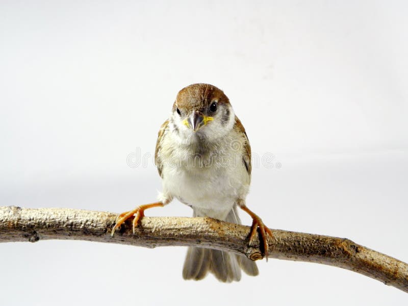 Sparrows As the Most Common Birds in the Human Environment (Thousands ...