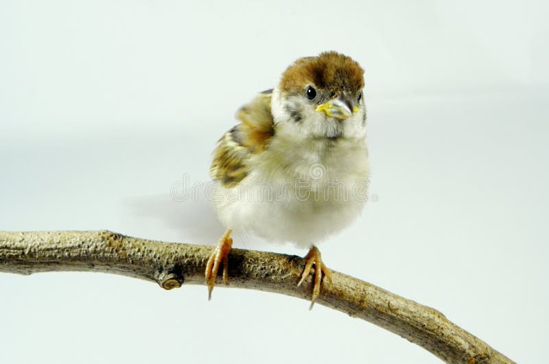 Sparrows As the Most Common Birds in the Human Environment (Thousands ...