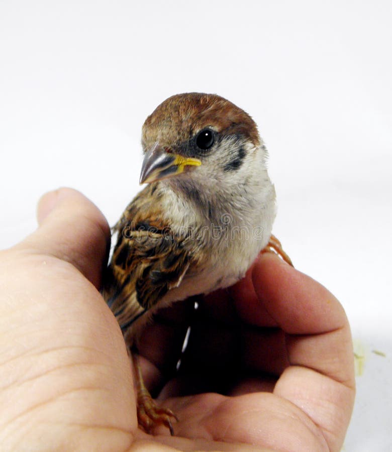 Sparrows As the Most Common Birds in the Human Environment (Thousands ...