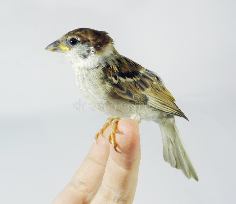 Sparrows As the Most Common Birds in the Human Environment (Thousands ...