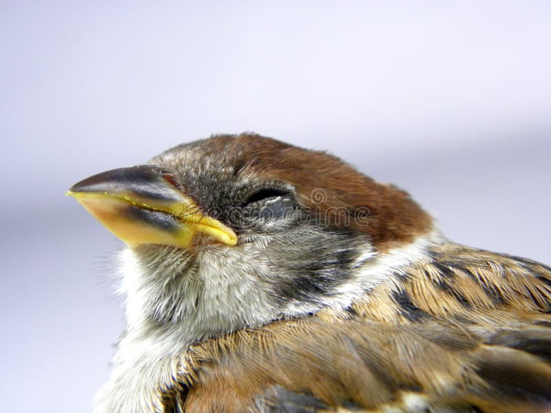 Sparrows As the Most Common Birds in the Human Environment (Thousands ...