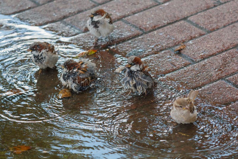 Sparrows Bathe in a Puddle in the Heat Stock Photo - Image of pavement ...