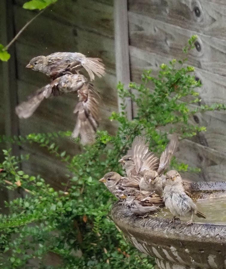 Sparrows Bathing in a Bird Bath Stock Photo - Image of garden, group ...