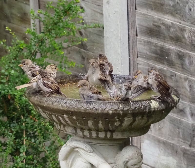 Sparrows Bathing in a Bird Bath Stock Image - Image of splashing ...