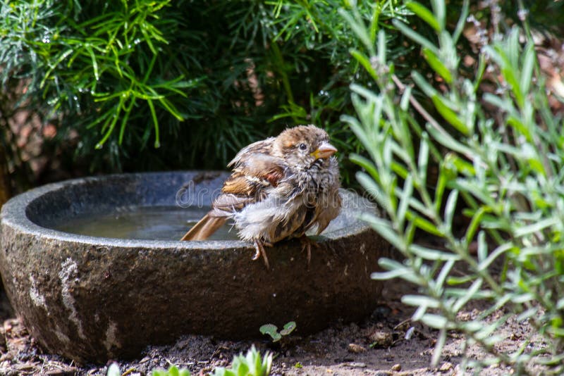 Sparrows Bathing in a Stony Birdbath during the Daytime Stock Image ...