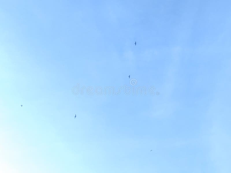 Two Red and Blue Sparrows Were Perched on a Tree Stock Photo - Image of ...