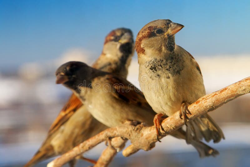 Sparrows on the branch stock image. Image of sparrow, outdoors - 7130843