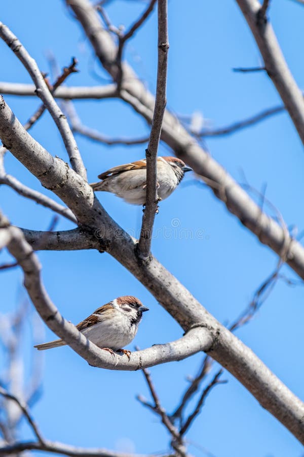 Sparrows on the Branch. Sunny Day. Blue Sky. Beautiful Early Spring Day ...