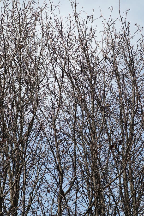 402 Sparrows Spring Blossom Stock Photos - Free & Royalty-Free Stock ...