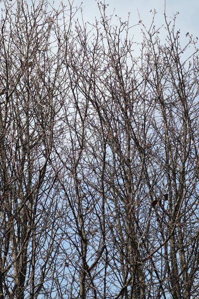 404 Sparrows Spring Blossom Stock Photos - Free & Royalty-Free Stock ...