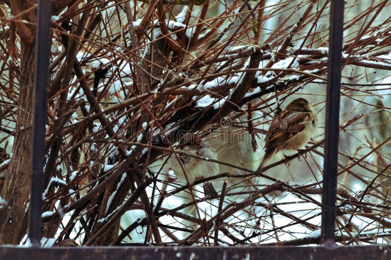Sparrows in the bushes stock image. Image of flower - 269880161