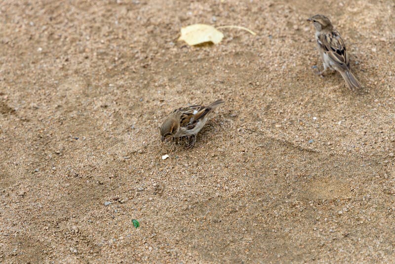 Sparrows Cavort in the Sand Stock Image - Image of family, black: 243863635