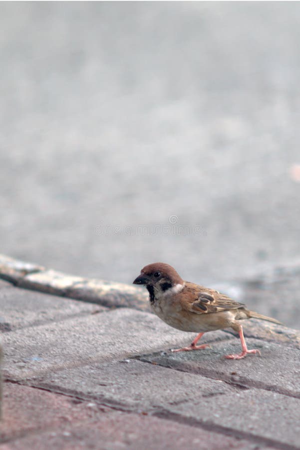 Sparrows on a Concrete Road with White and Black Transverse Textured ...