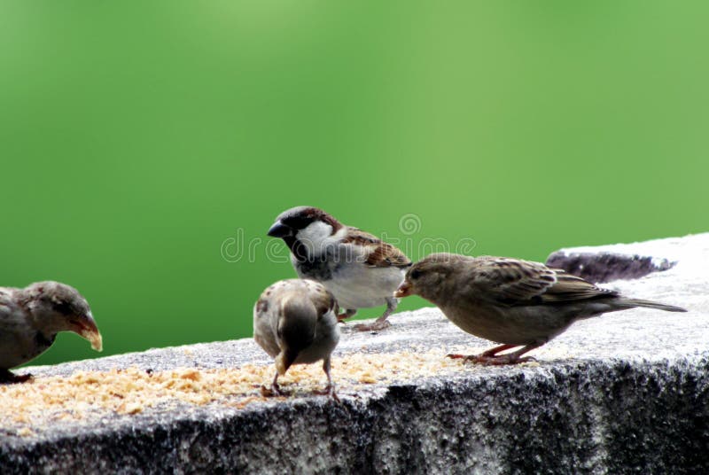Sparrows stock image. Image of male, grains, brownish - 44986933