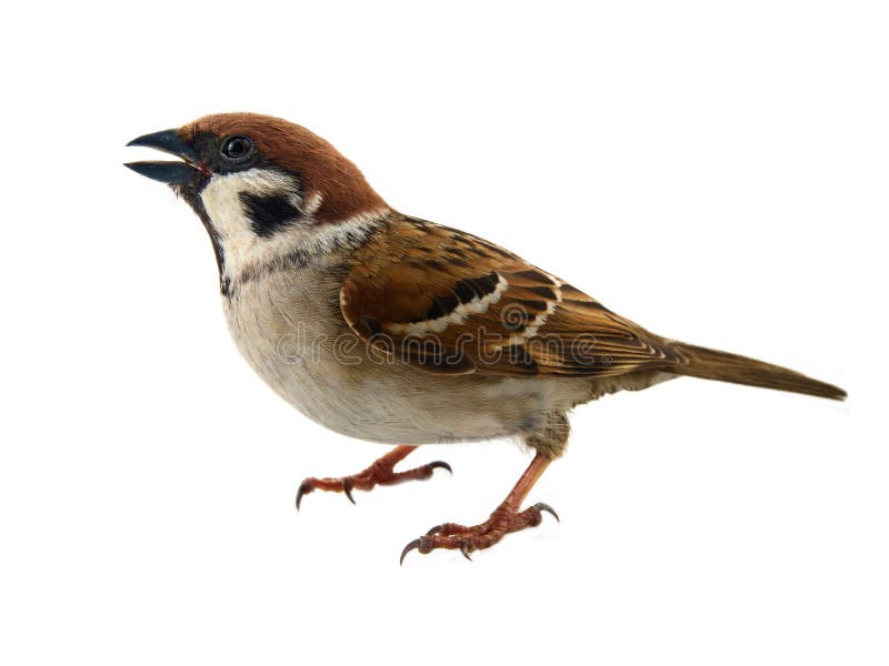 Sparrows in Dynamics Isolated Stock Image - Image of feather, german ...