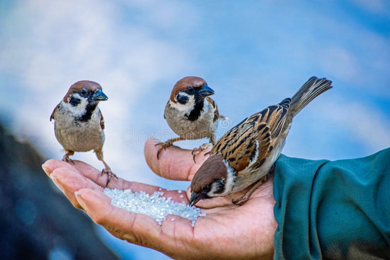 Sparrows Eating Rice from a Man`s Hand Stock Photo - Image of feed ...