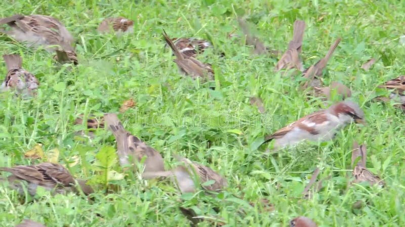 Multiple Tree Sparrows Hopping in a Grass on the Field Land Stock Video ...