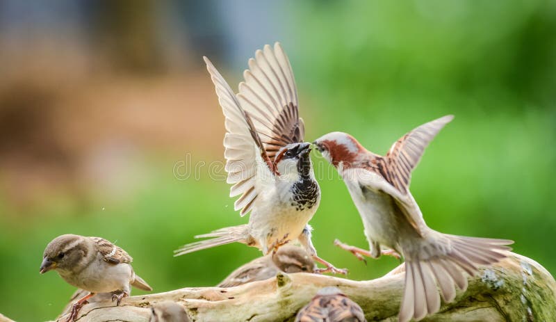 Sparrows fighting stock image. Image of sparrows, pair - 97488653