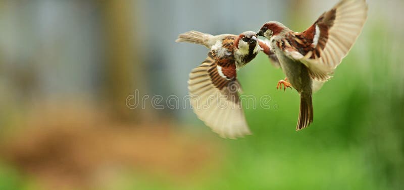 Two Sparrows Fighting, One Down and One Flying Above Stock Photo ...