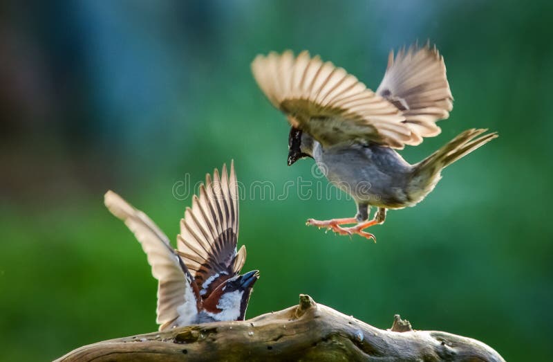 Sparrows fighting stock photo. Image of argue, wings - 97488830