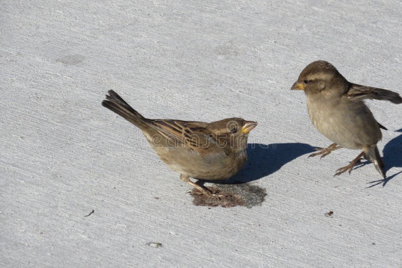 Sparrows fighting stock photo. Image of branch, wildlife - 202225126