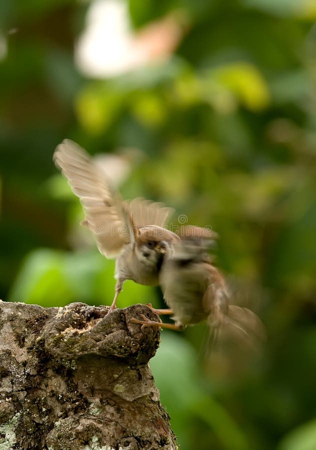 Sparrows Fighting a Summer Day. Sparrows Fighting a Summer Day. Stock ...