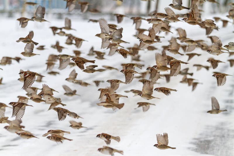 Sparrows Fly Over the Road on a Winter Day Stock Image - Image of icon ...
