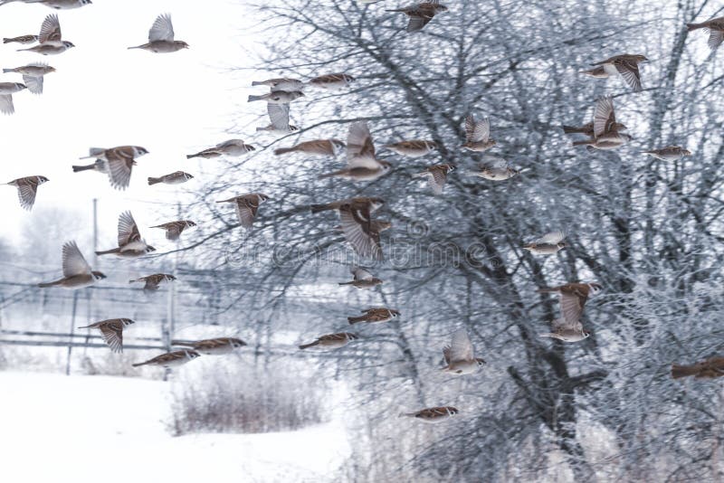 Sparrows Fly Over a Snowy Village Stock Image - Image of habitat ...