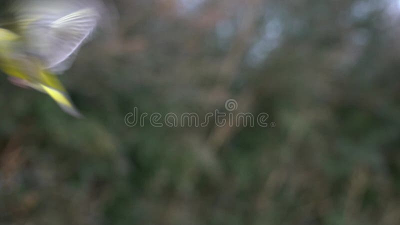 Sparrows and Greenfinch Flying in and Out of Frame in Slow Motion Stock ...