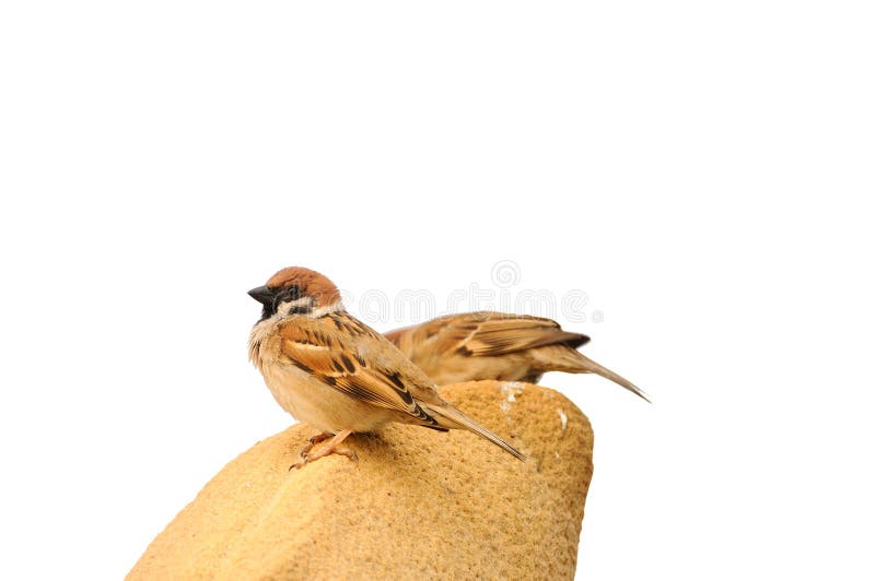Sparrows Hanging on Brown Rock Stock Image - Image of passerine, bird ...