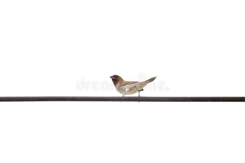 Sparrows on a Horizontal Power Line on a White Background. the Small ...
