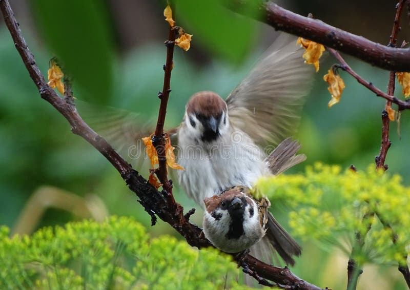 Mating Sparrows stock photo. Image of house, passer, mate - 70793770