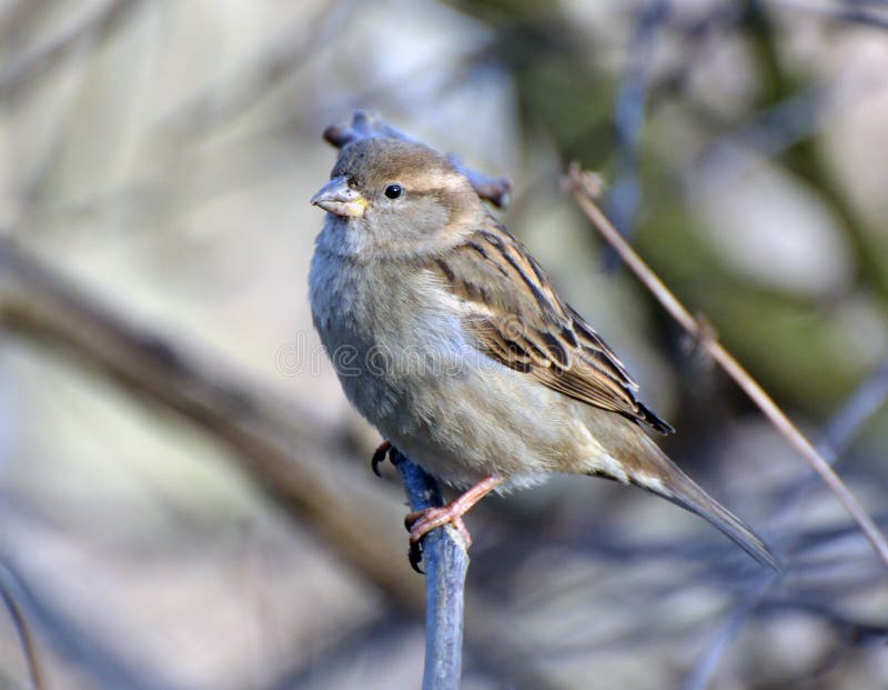 Sparrows Passer are Sitting on a Branch Stock Image - Image of ...