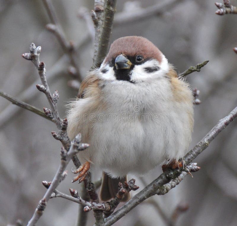 Sparrows (Passer) are Sitting on a Branch Stock Photo - Image of bird ...