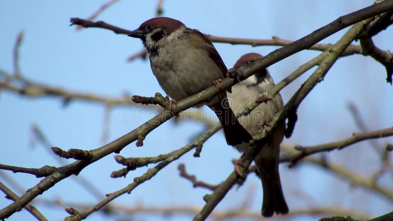 Sparrows Passeridae Sit on a Tree Against a Blue Sky Background Stock ...