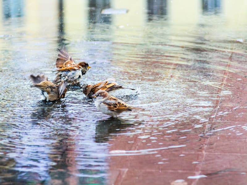 Sparrows stock photo. Image of bath, play, thirsty, happy - 46923890