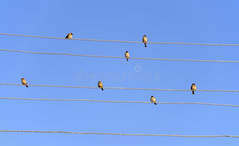 Sparrows on power lines stock photo. Image of chords, birds - 8191692