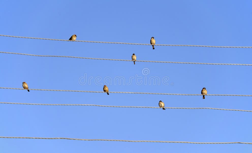 Sparrows on power lines stock photo. Image of chords, birds - 8191692