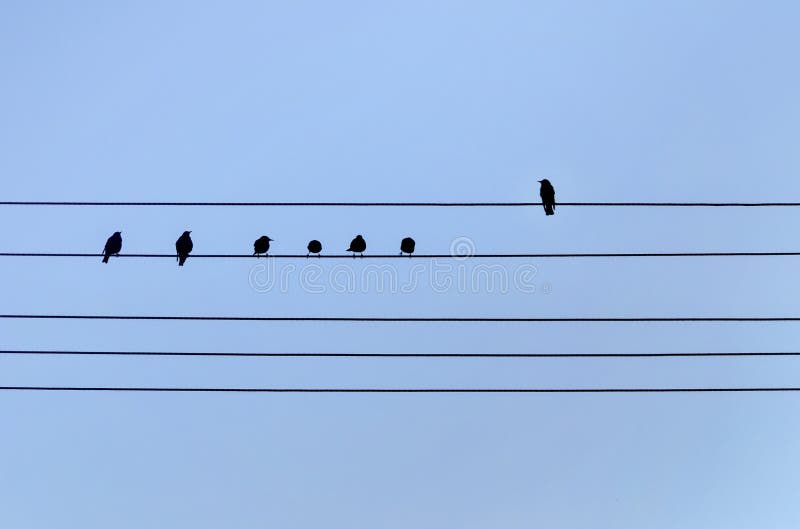 Sparrows on Power Lines Against the Sky Stock Photo - Image of laconic ...