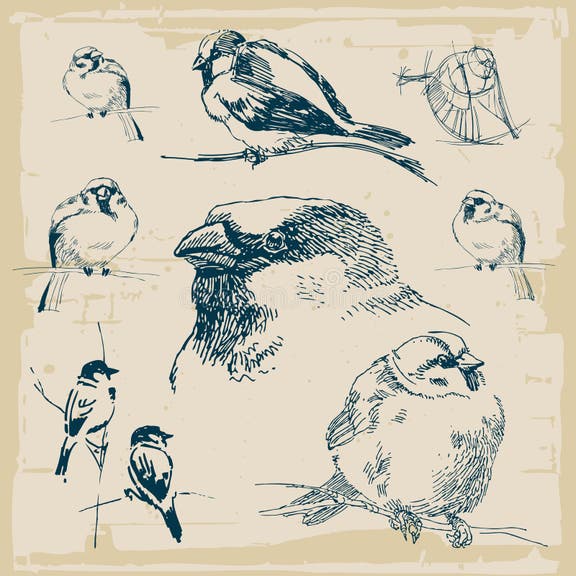 Realistic Sparrow Drawing Stock Illustrations – 1,150 Realistic Sparrow ...
