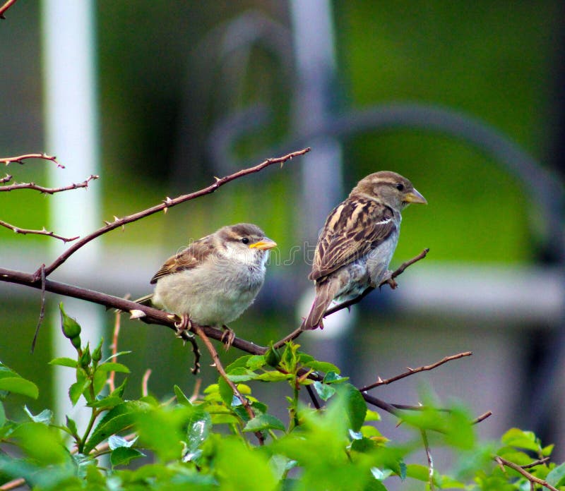 Sparrows on rose bush stock photo. Image of sunny, hummingbird - 281672418