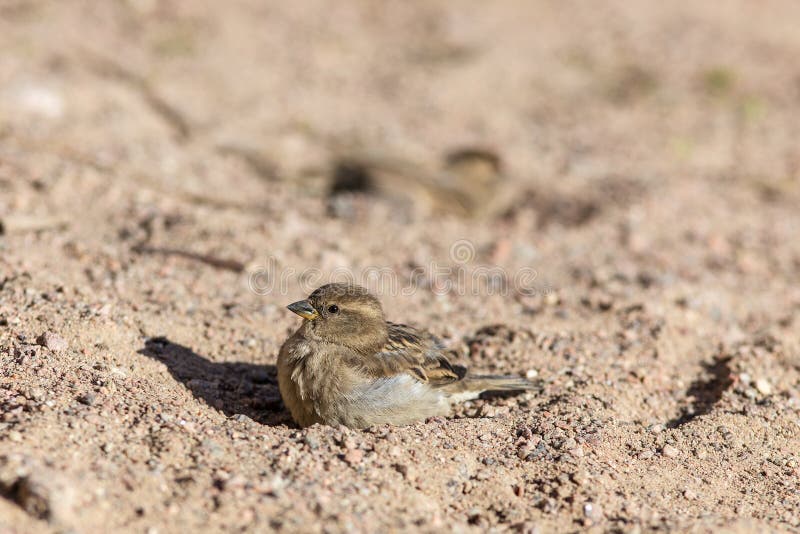 Sand bath stock photo. Image of sparrow, earth, flock - 19935246