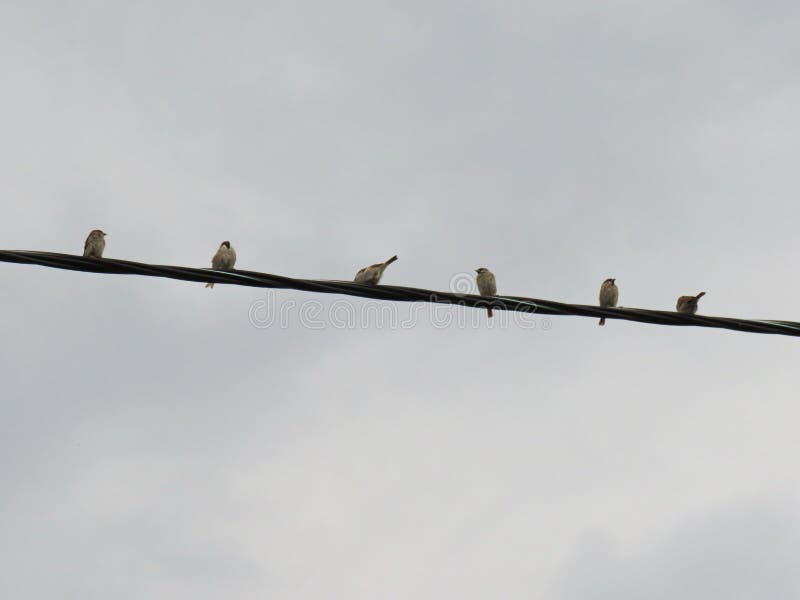 Sparrows Sit on Power Lines Stock Image - Image of small, group: 194747527